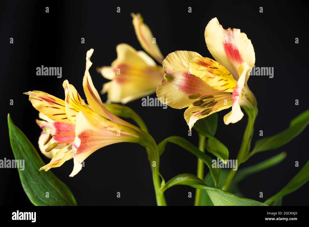Nice white astromelia on dark background, big stamen Stock Photo - Alamy