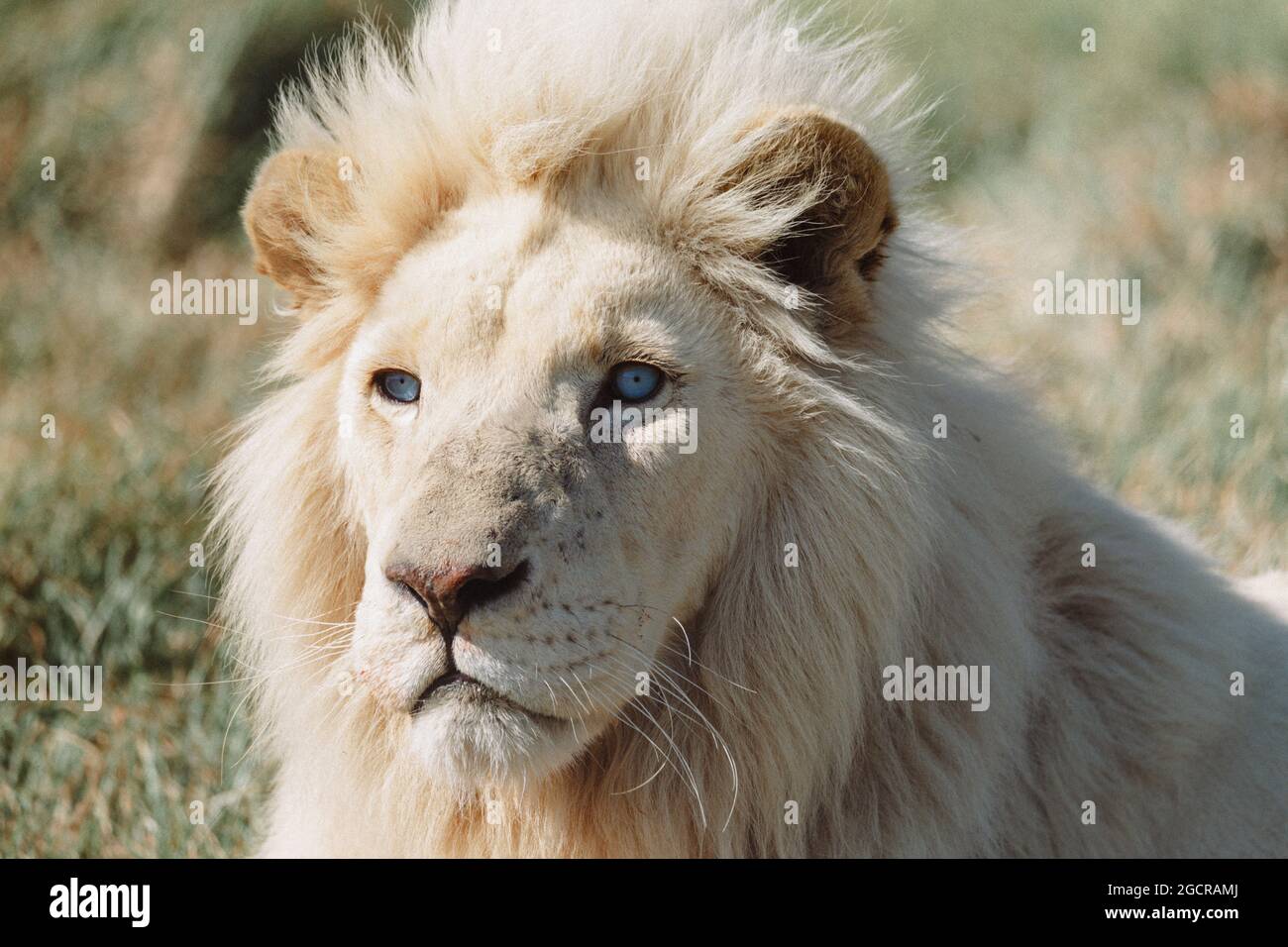 White lion with blue eyes hi-res stock photography and images - Alamy