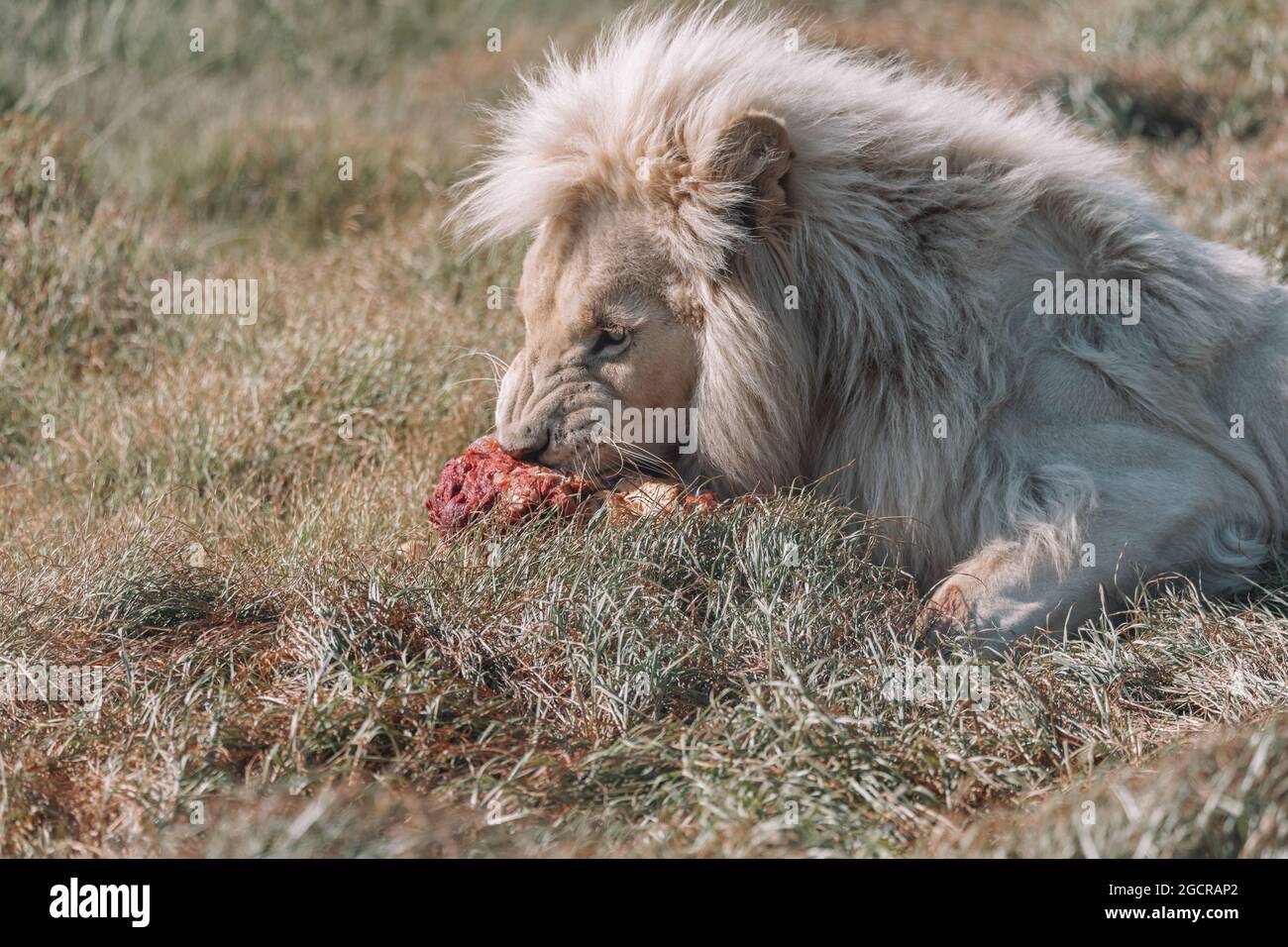 Male Lion eating an animal Stock Photo - Alamy