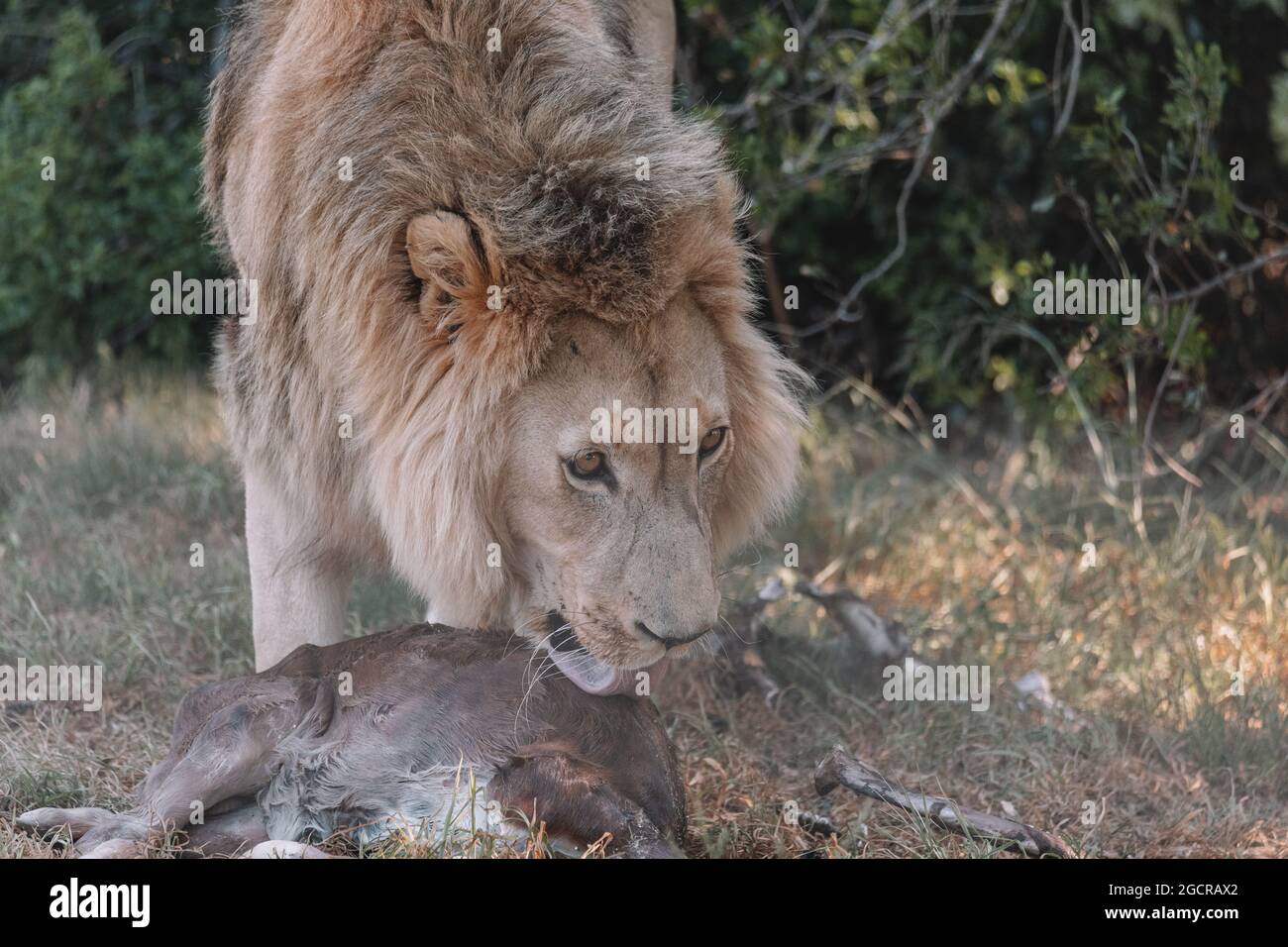 Lion eating hi-res stock photography and images - Alamy