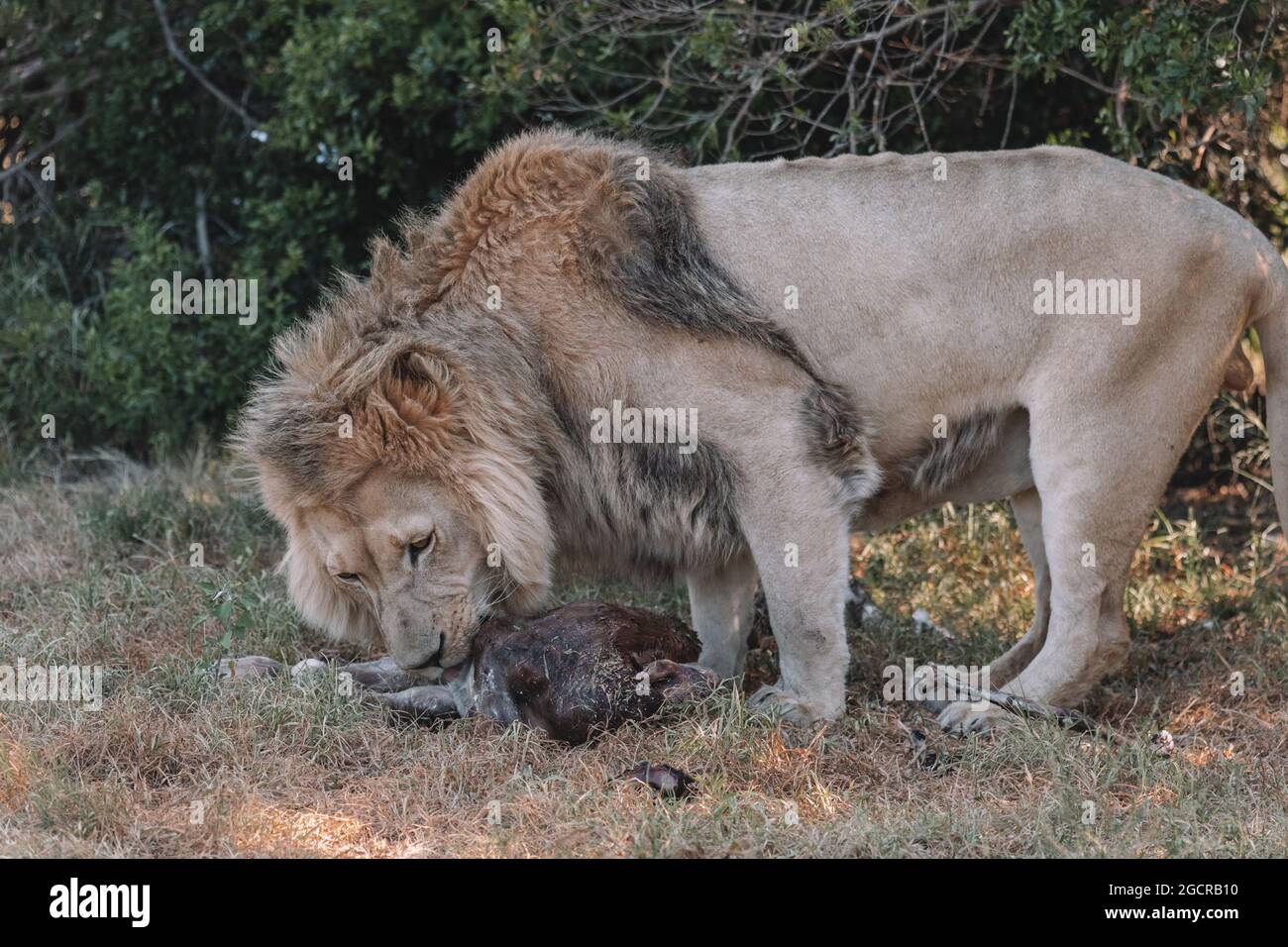 Male Lion eating an animal Stock Photo - Alamy