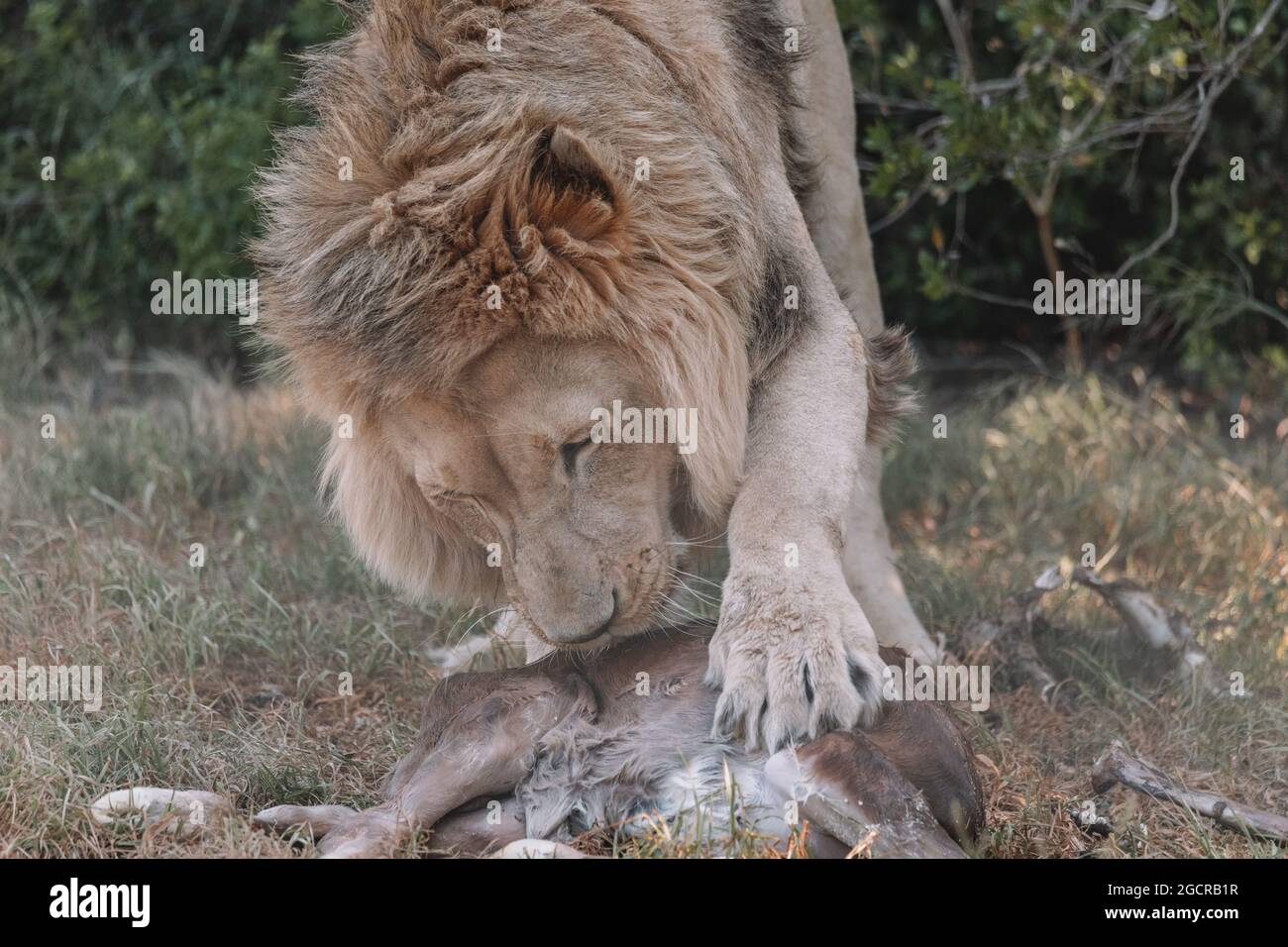 Male Lion eating an animal Stock Photo - Alamy