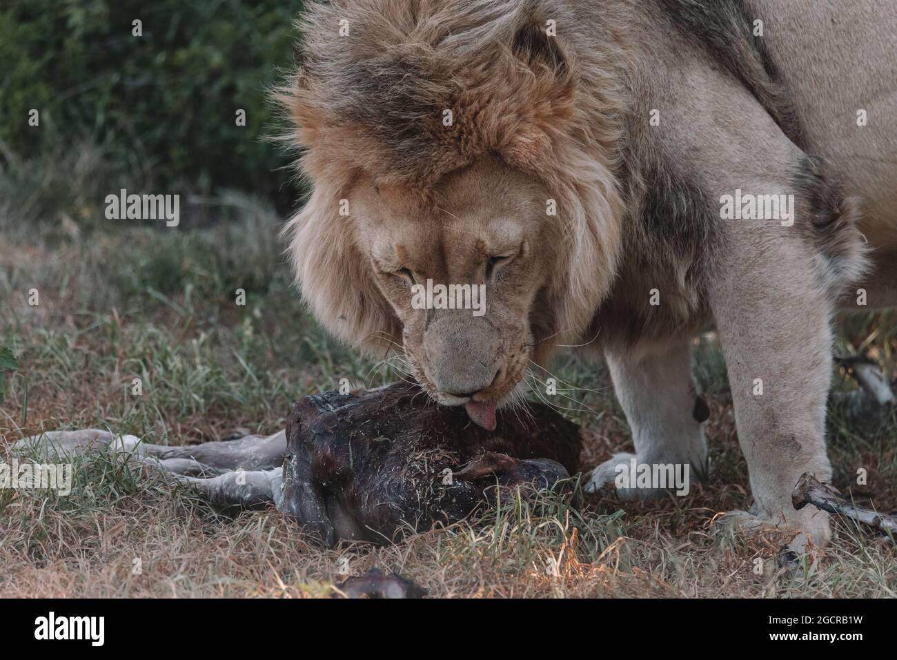 Male Lion eating an animal Stock Photo - Alamy