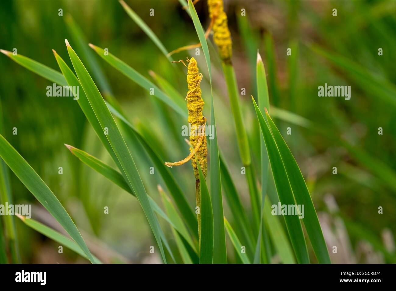 The Typha flowering plants known as cattail Stock Photo - Alamy