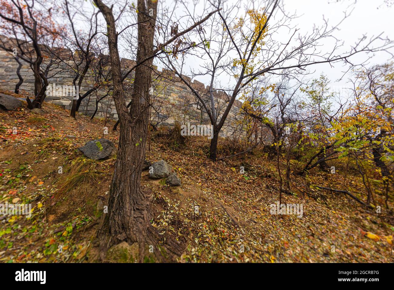 The Great Wall of China, the majestic large landmark of China in autumn ...