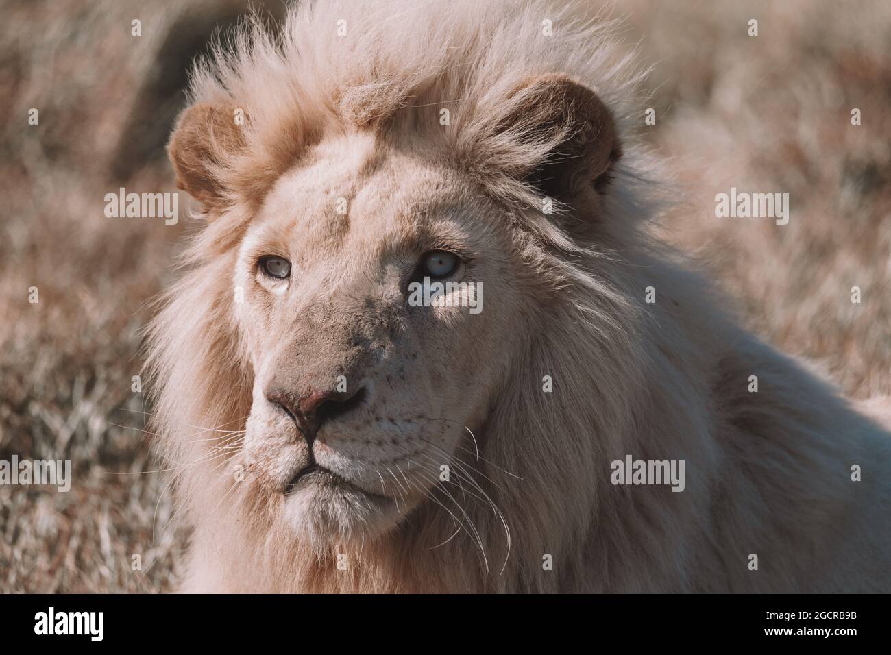 White lion with blue eyes hi-res stock photography and images - Alamy