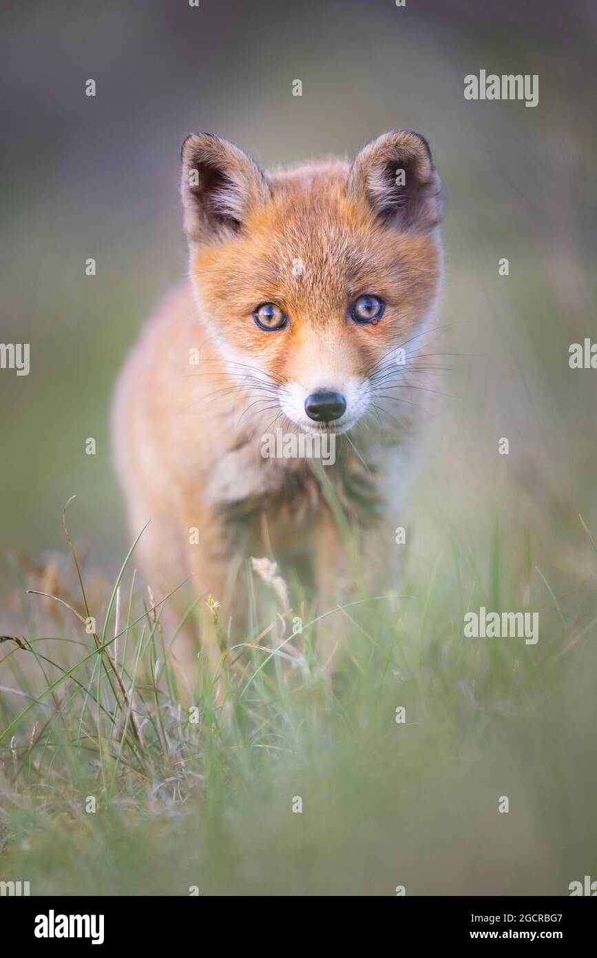 Little red fox cub Stock Photo - Alamy