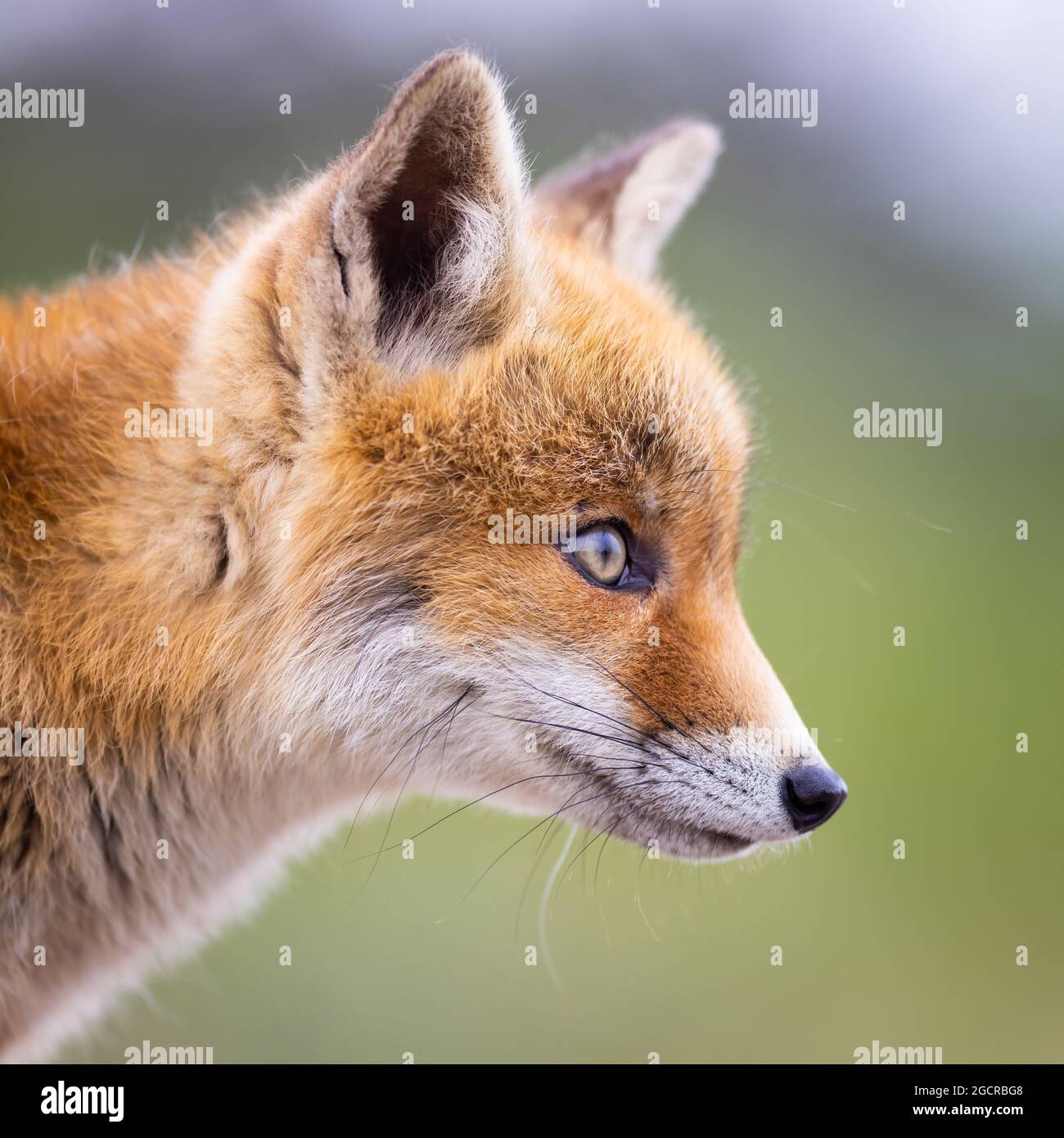 Little red fox cub Stock Photo - Alamy