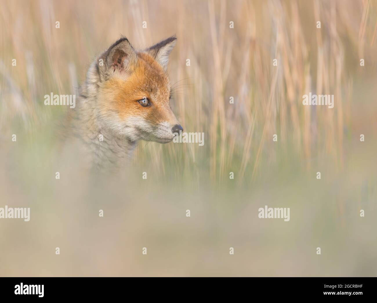Little red fox cub Stock Photo - Alamy