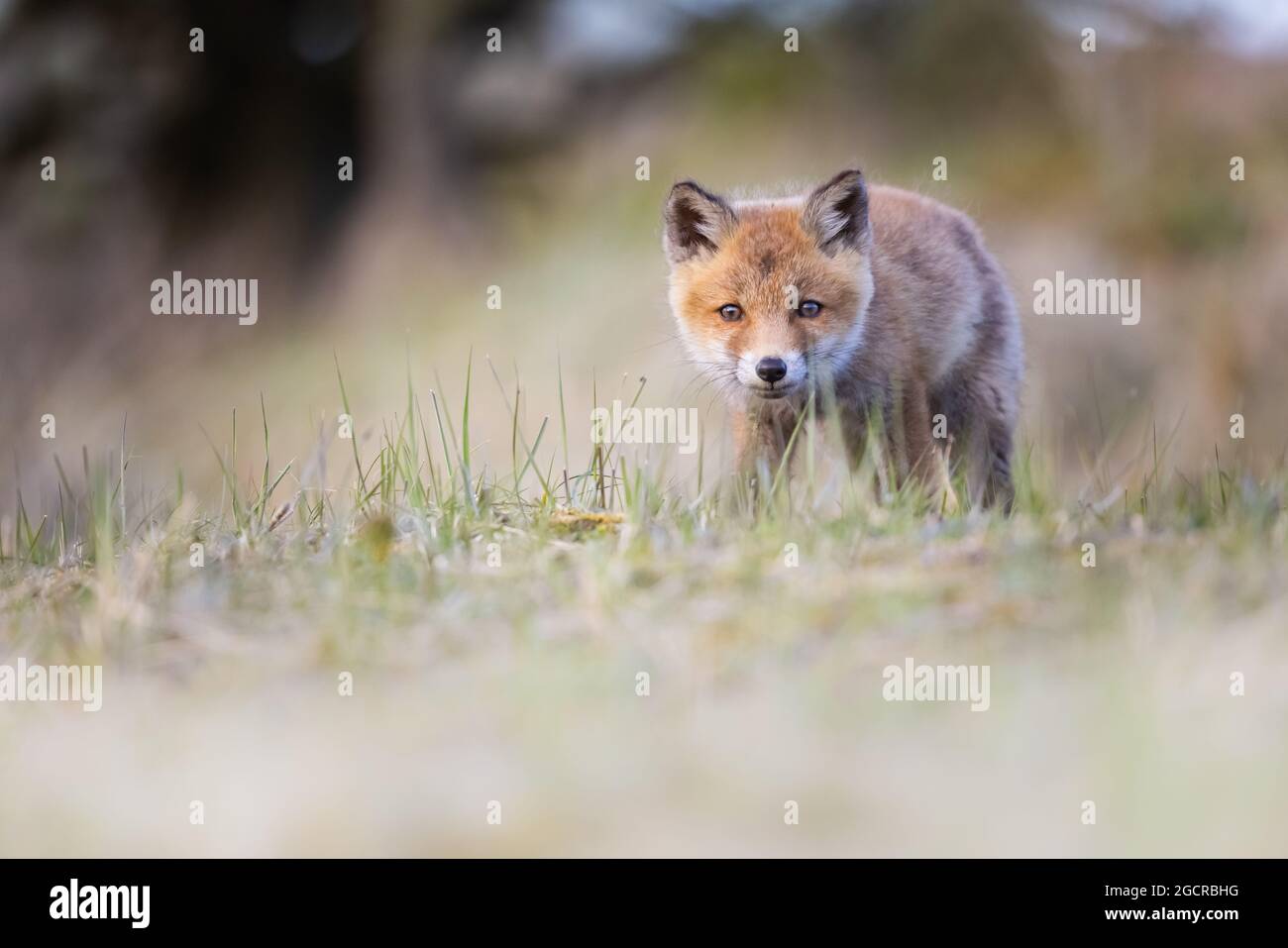 Little red fox cub Stock Photo - Alamy