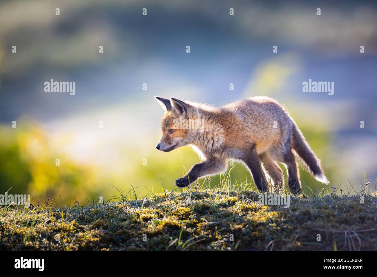 Little red fox cub Stock Photo - Alamy