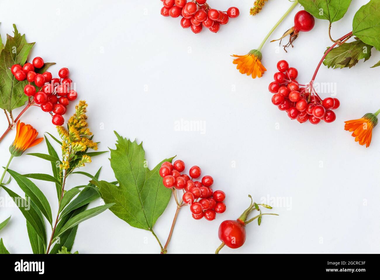 Autumn floral composition. Frame made of autumn plants viburnum berries ...