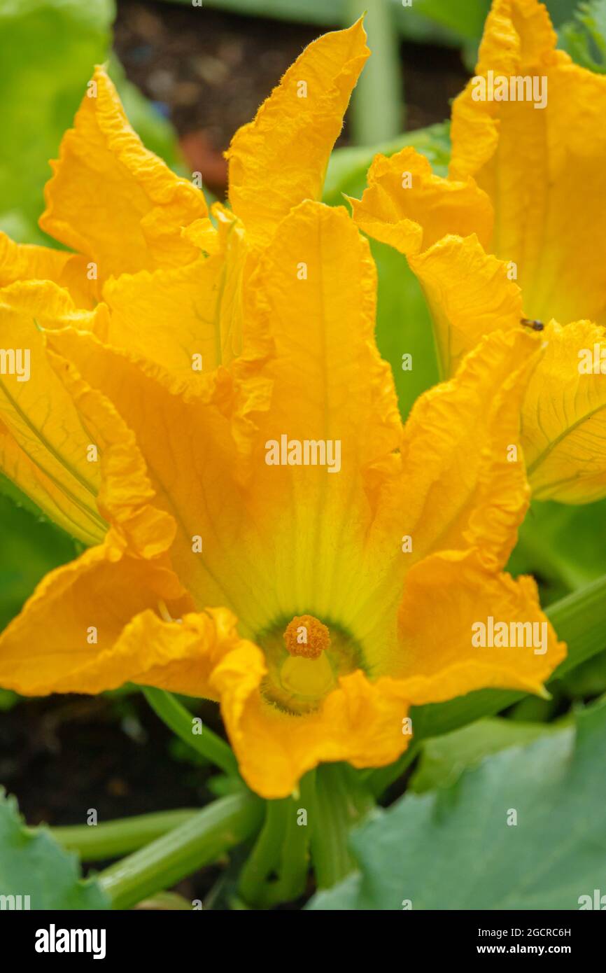 beautiful yellow flowers on a courgette zucchini (Cucurbita pepo subsp ...