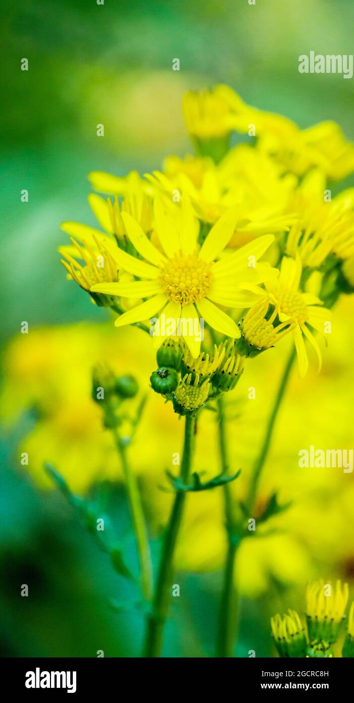 beautiful yellow Ragwort flowers (Senecio jacobaea) growing wild on ...