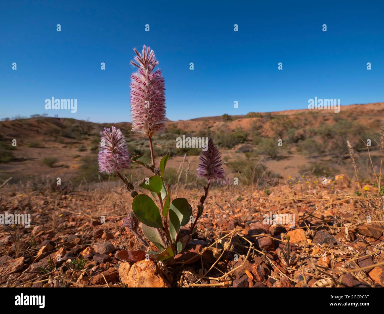 Purple mulla mulla hi-res stock photography and images - Alamy