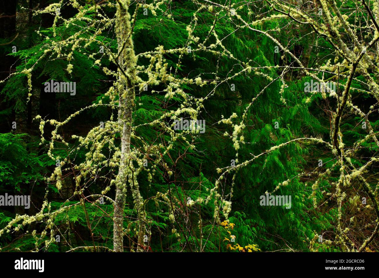 Rainforest tree bark hi-res stock photography and images - Alamy