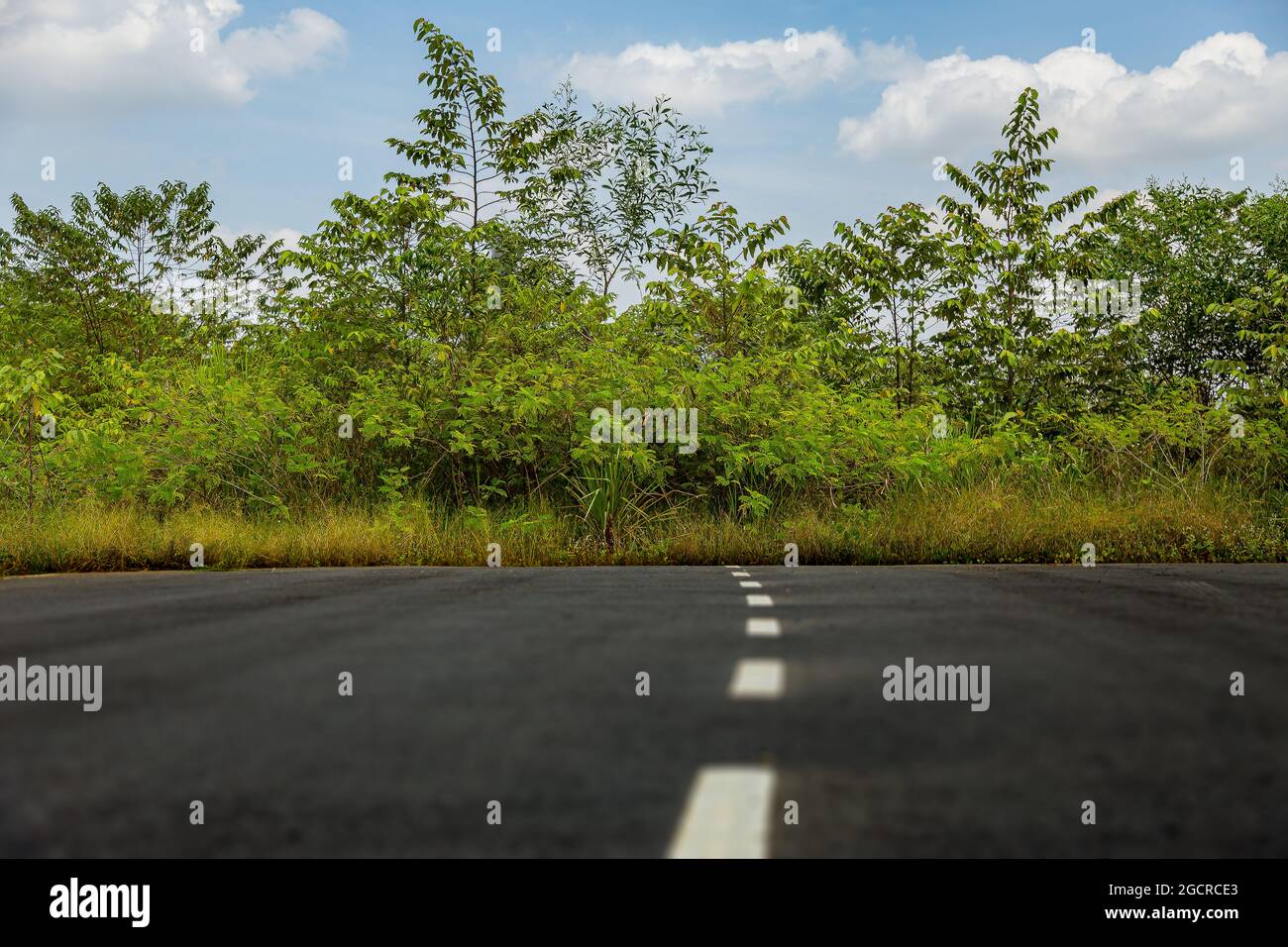 Empty rainforest hi-res stock photography and images - Alamy
