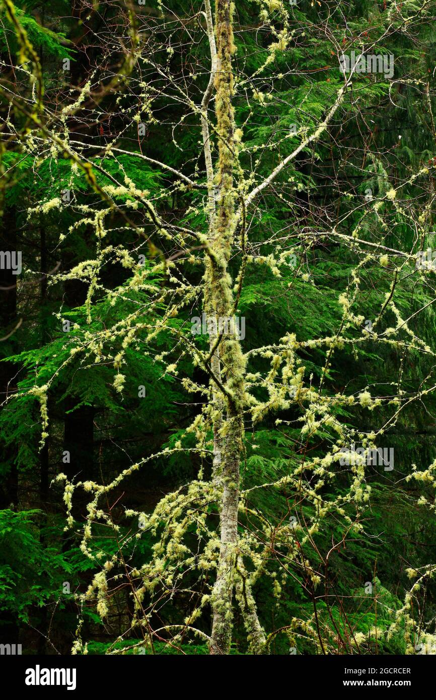 Rainforest tree bark hi-res stock photography and images - Alamy