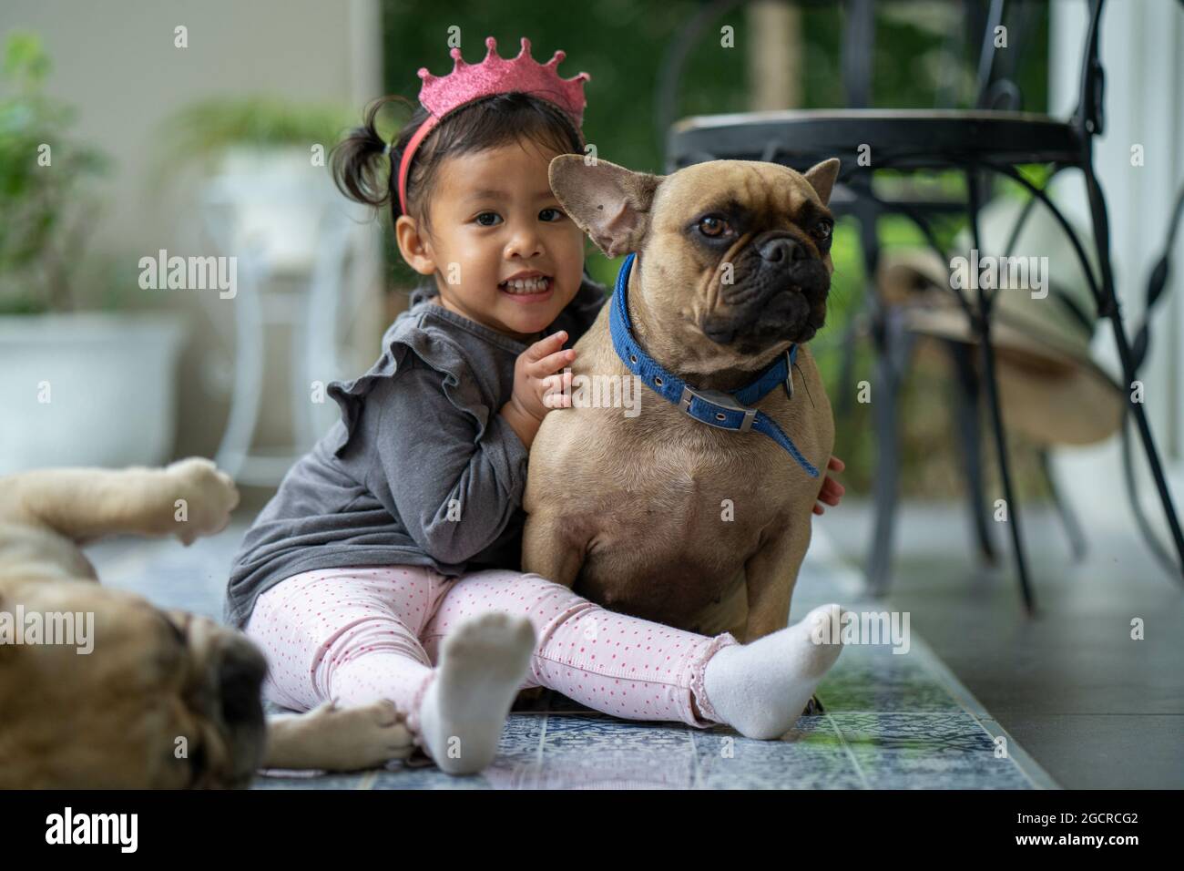Southeast Asian kid sitting on the floor with two French bulldogs Stock ...