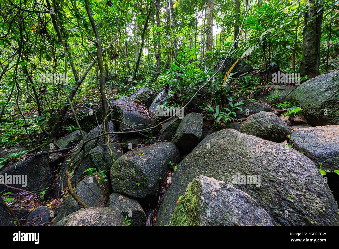 Rocks in the middle of the rainforest of Sumatra, Indonesia. Off trail ...