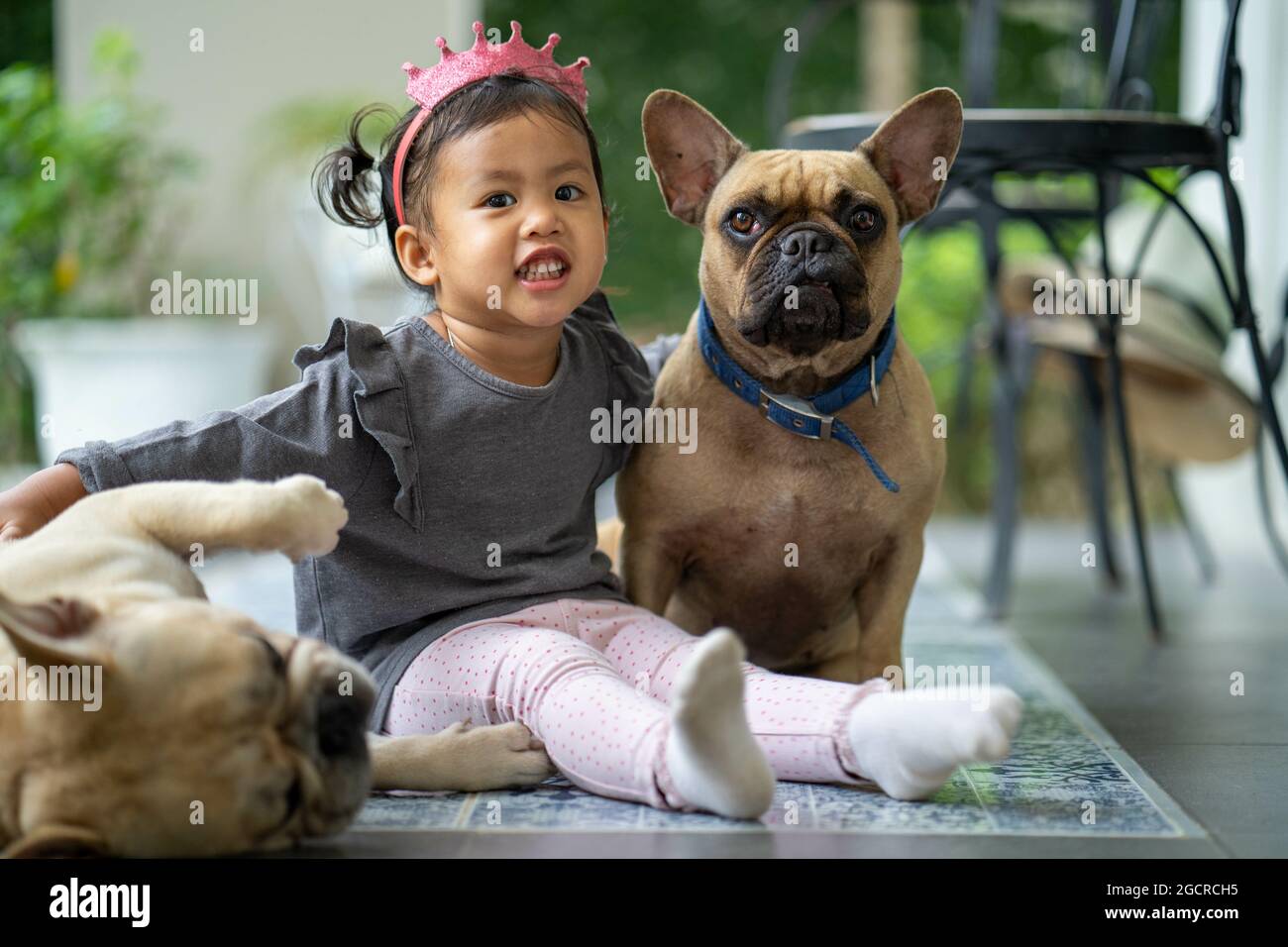 Southeast Asian kid sitting on the floor with two French bulldogs Stock ...