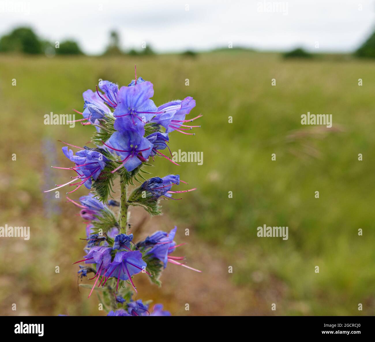 Vibrant blue Viper's-bugloss (Echium vulgare) also known as blueweed ...