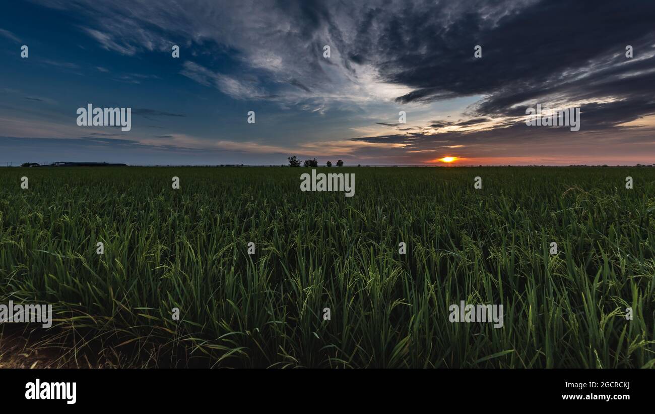 Sunrise on a paddy field at Kuala Selangor, Malaysia. The sun goes up ...