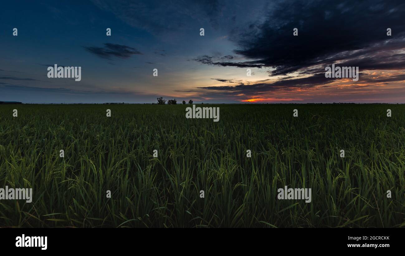 Sunrise on a paddy field at Kuala Selangor, Malaysia. The sun goes up ...