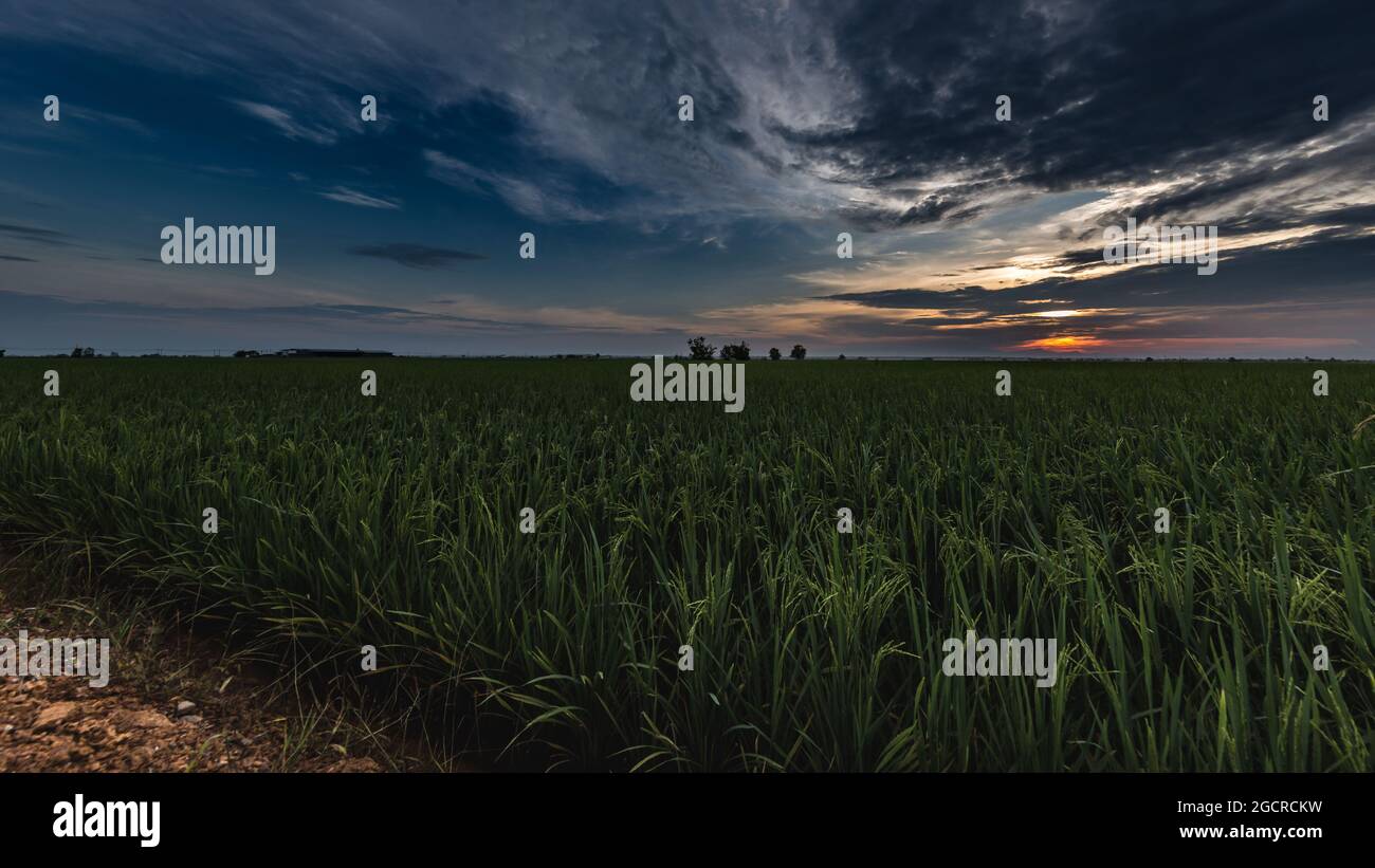 Sunrise on a paddy field at Kuala Selangor, Malaysia. The sun goes up ...