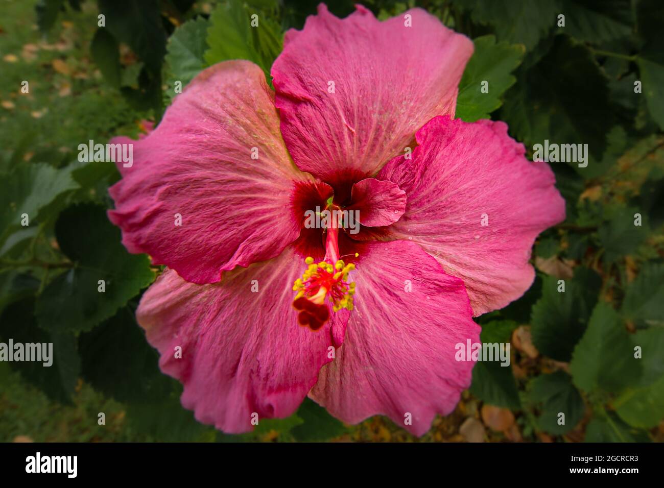 Close up to a violet hibiscus flower. A pink hibiscus in a malaysian ...