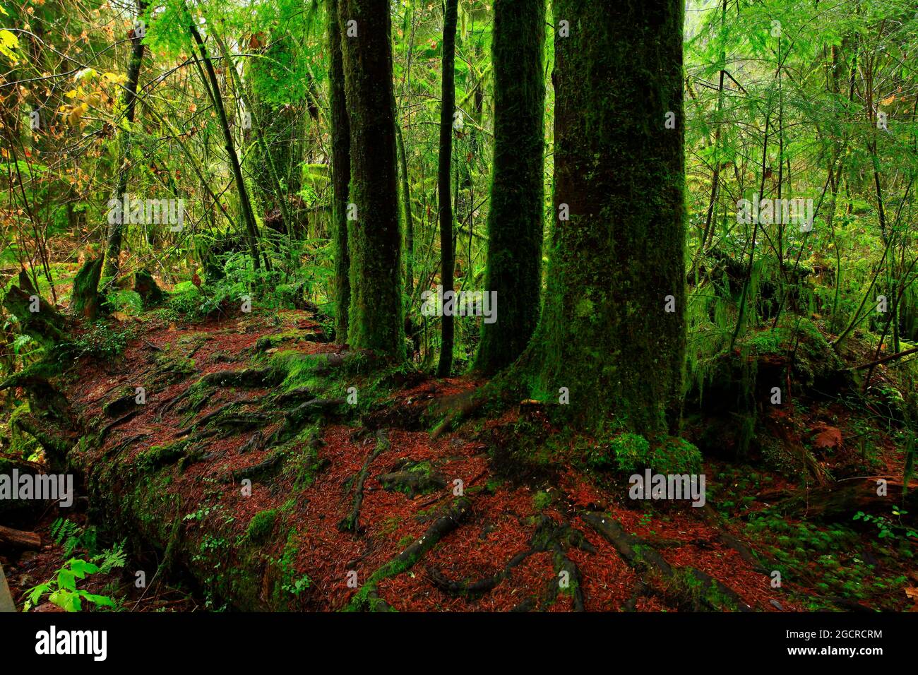 a exterior picture of an Pacific Northwest forest with Douglas fir ...