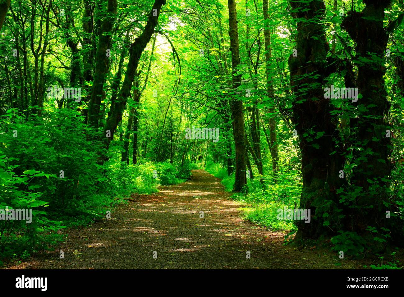 a exterior picture of an Pacific Northwest forest trail Stock Photo - Alamy