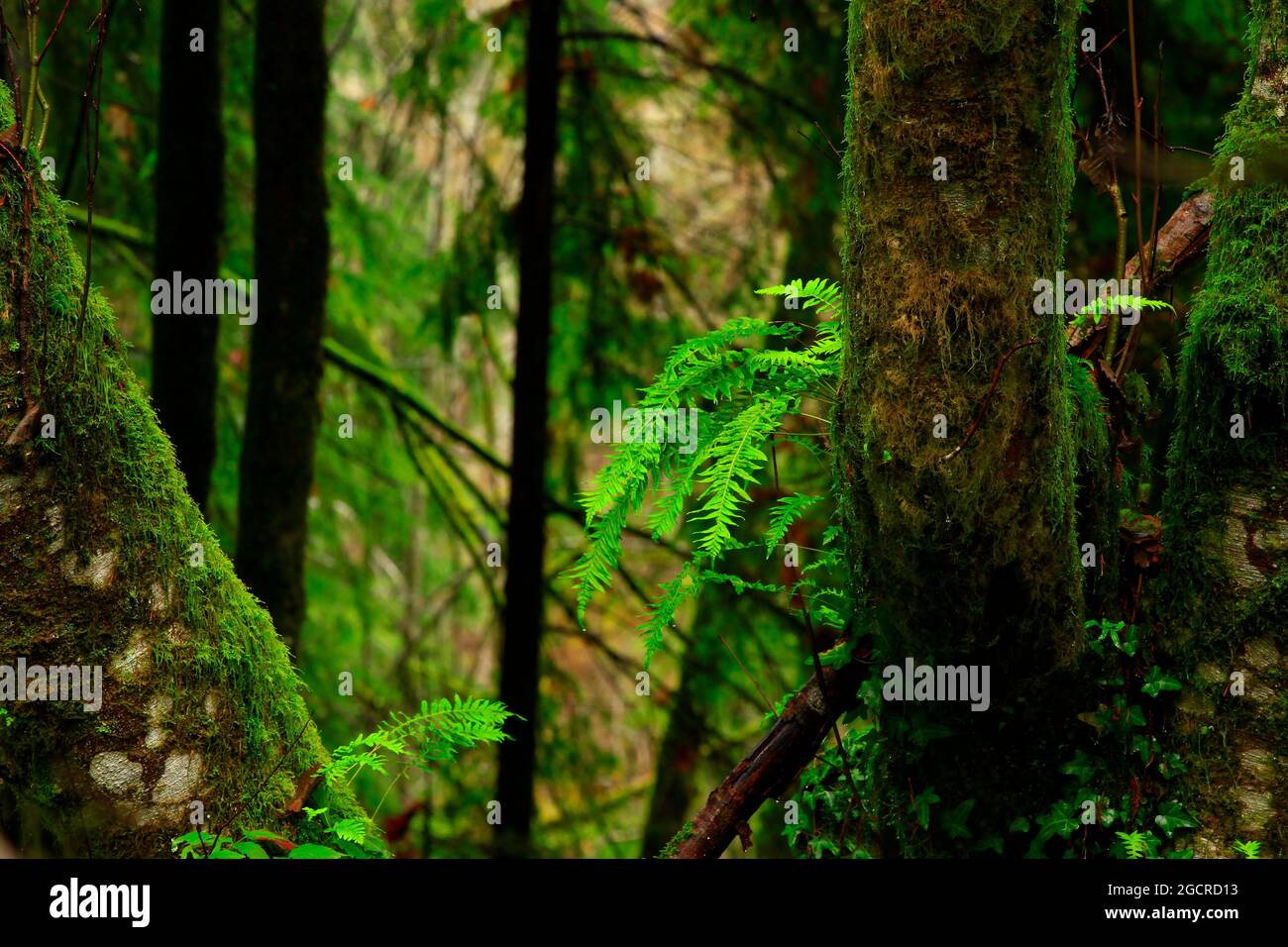 Rainforest with tree ferns hi-res stock photography and images - Alamy