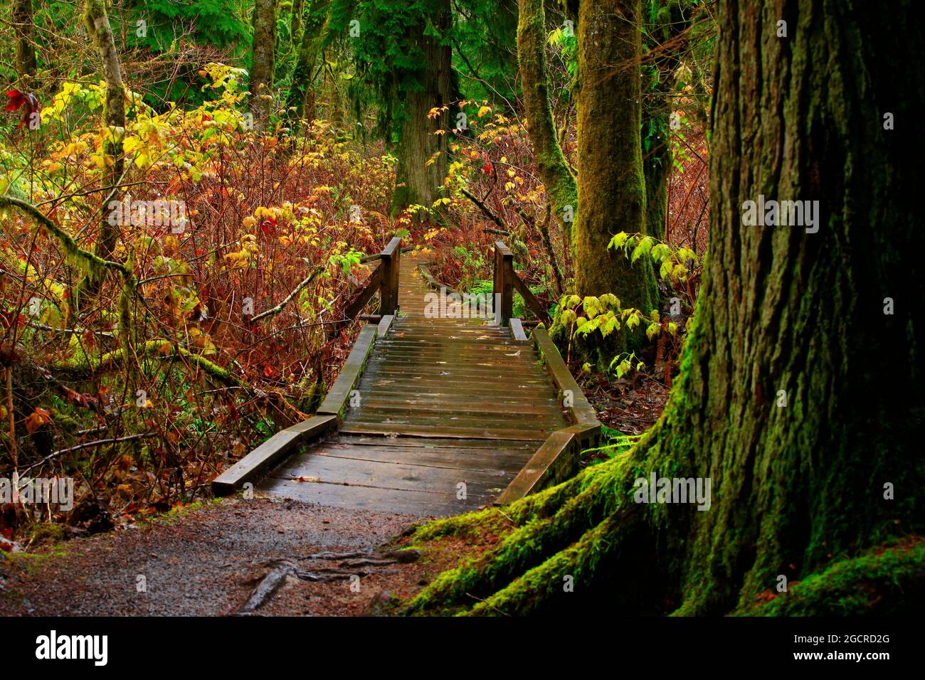 a exterior picture of an Pacific Northwest forest trail Stock Photo - Alamy