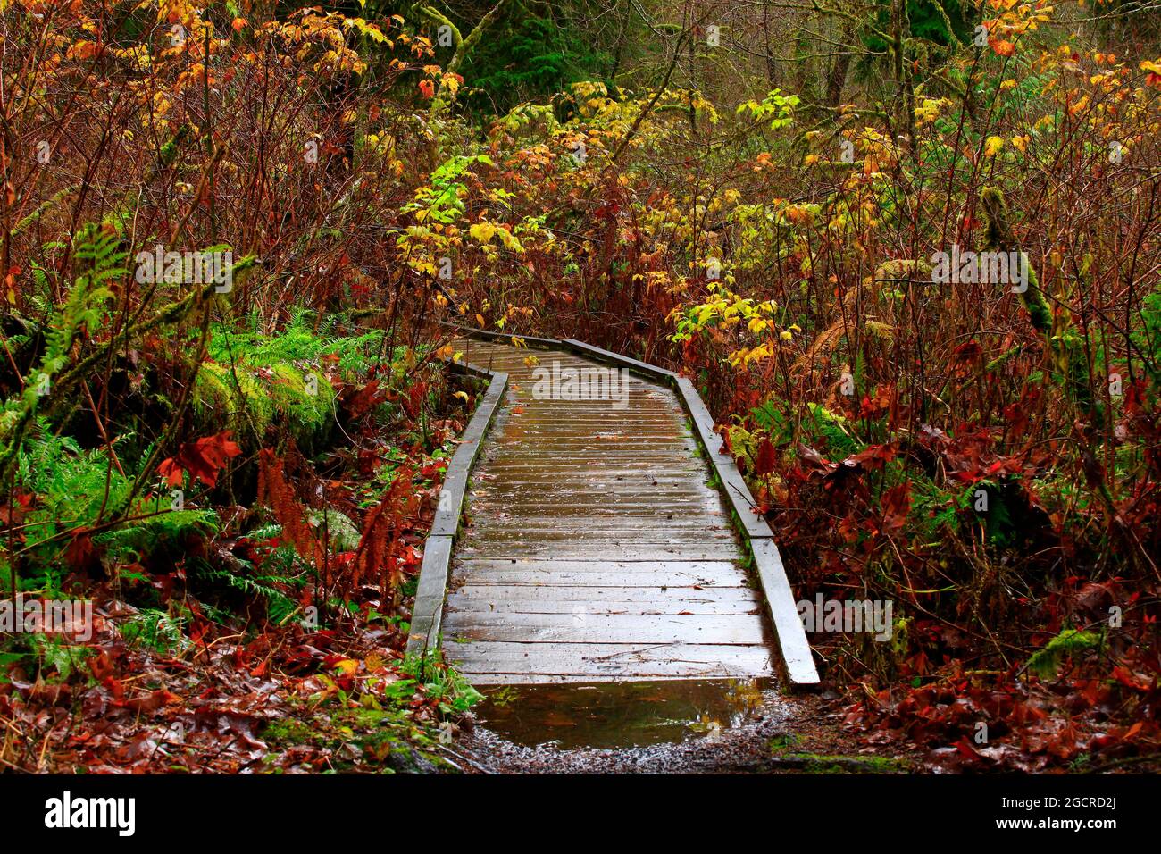 a exterior picture of an Pacific Northwest forest trail Stock Photo - Alamy