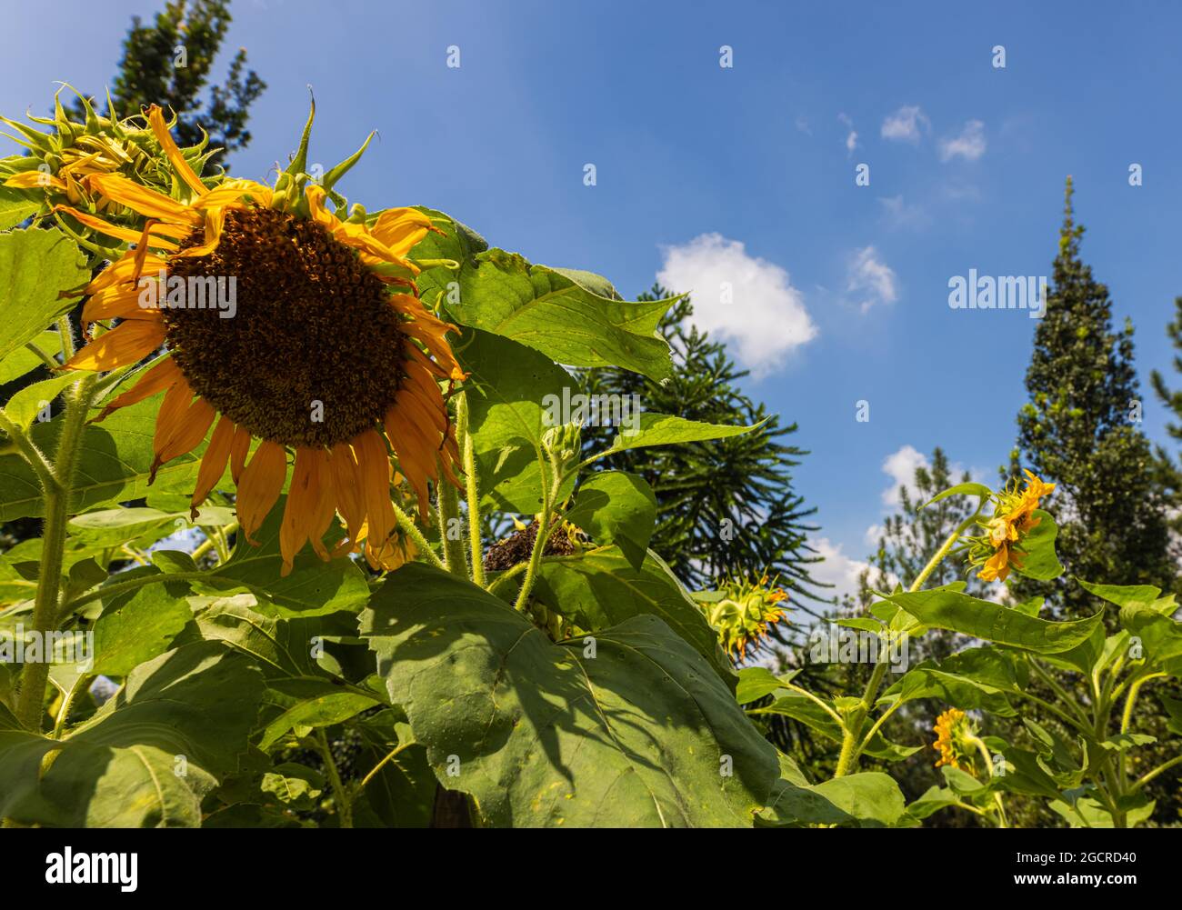A hedge of sunflowers in the middle of a pine forest. The big yellow ...