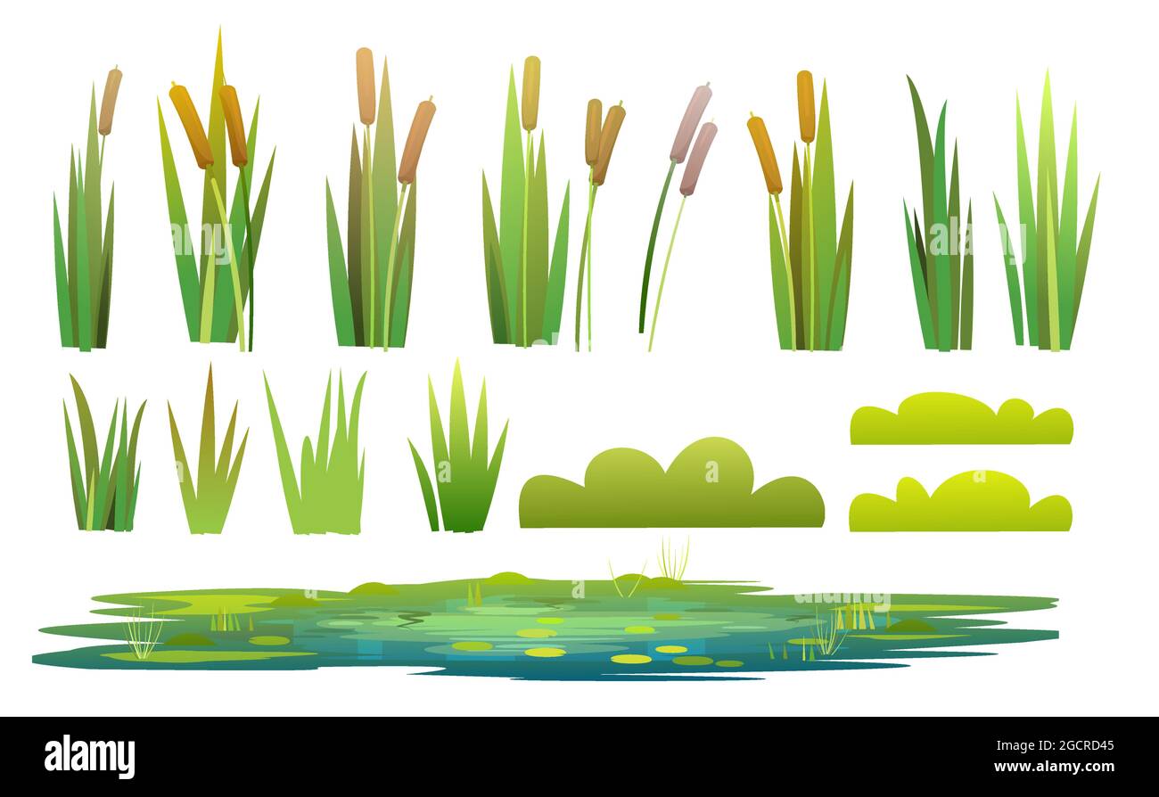 Set of plants and a objects. Grass, shrubs, reeds and cattails. Small swamp, pond, lake or ...
