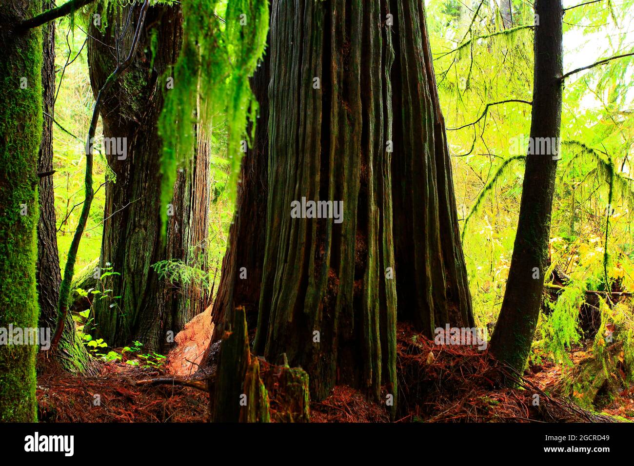 Cedar wood state hi-res stock photography and images - Alamy