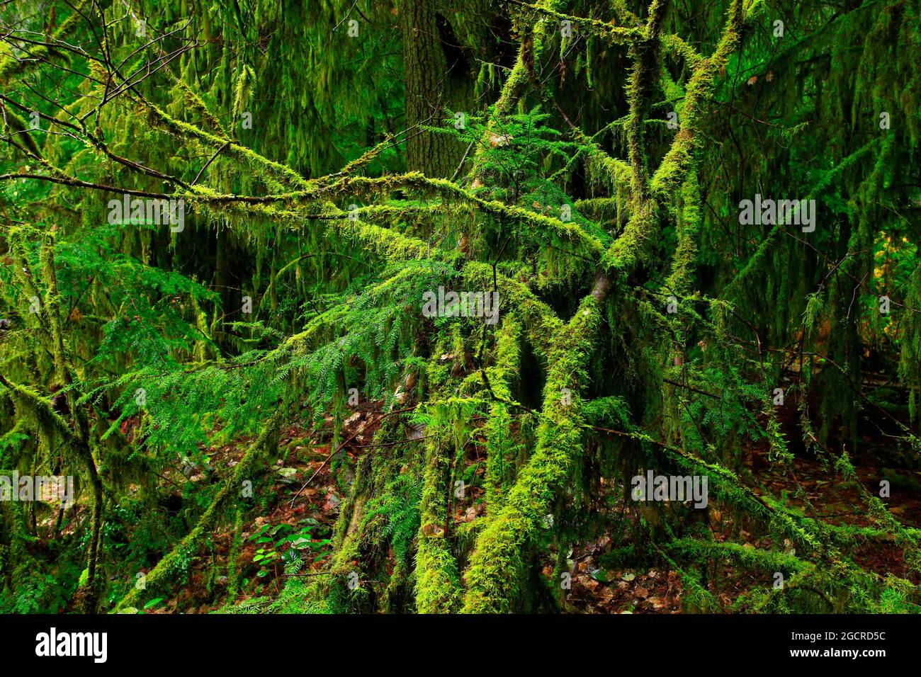 a exterior picture of an Pacific Northwest forest with fallen trees ...