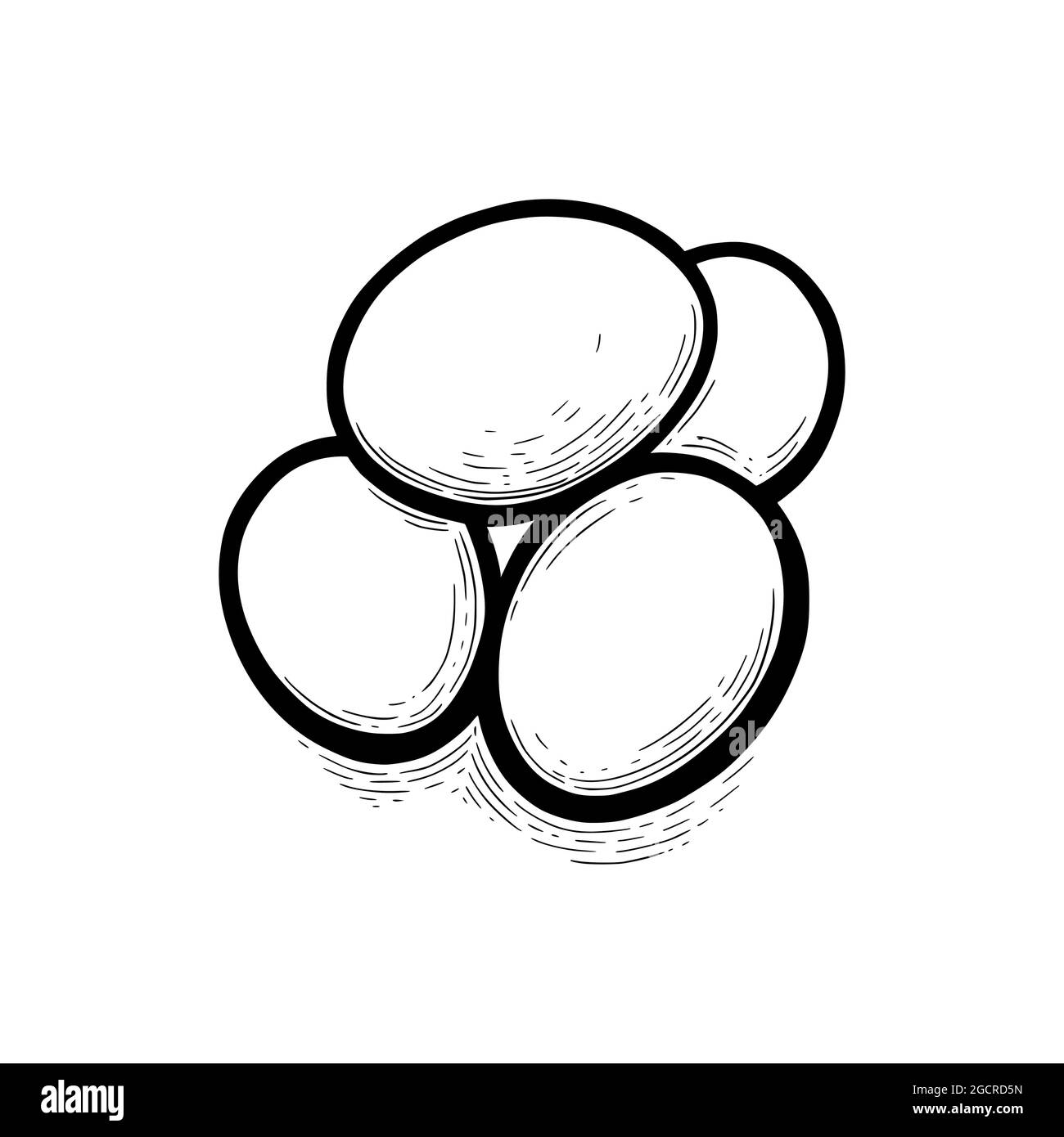 Domestic eggs isolated in white background. Engraved aviculture and ...