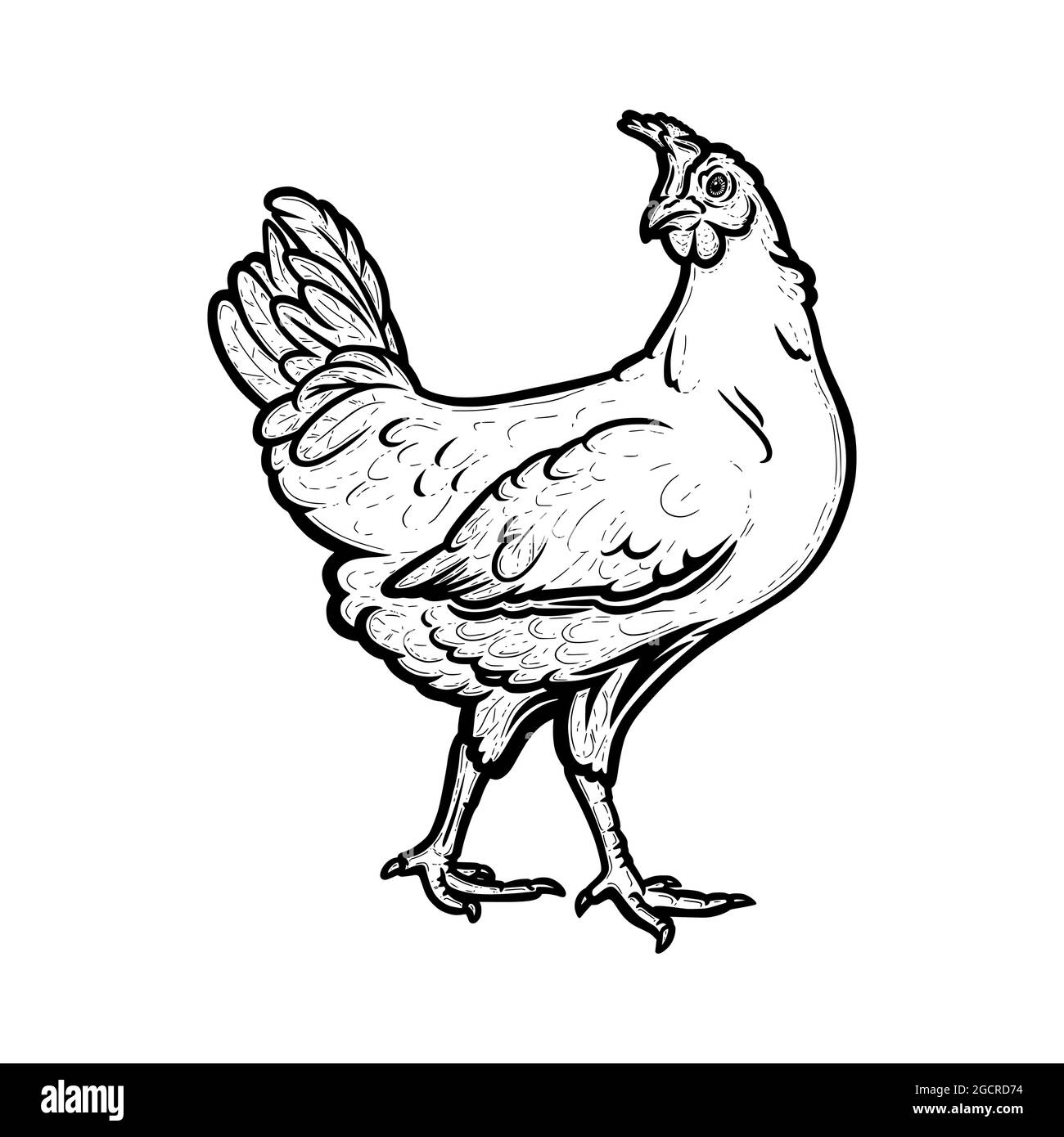 Realistic hen or chicken outlined in white background. Free grazing hen ...