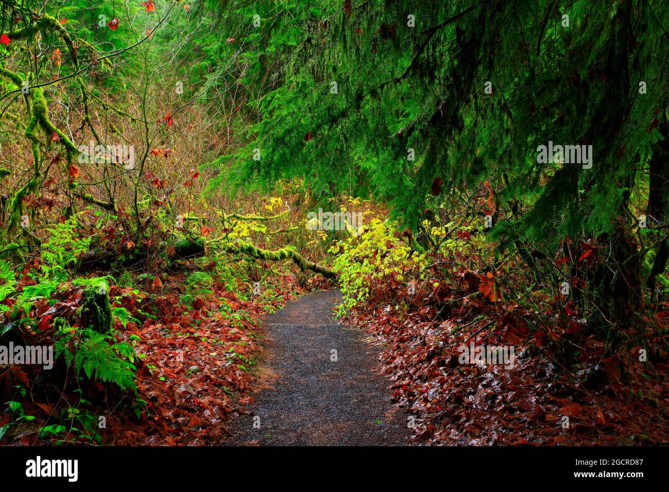 a exterior picture of an Pacific Northwest forest trail Stock Photo - Alamy