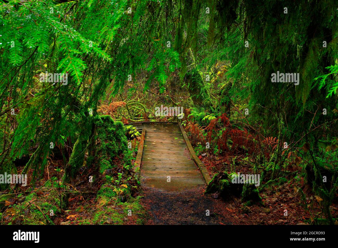 a exterior picture of an Pacific Northwest forest trail Stock Photo - Alamy