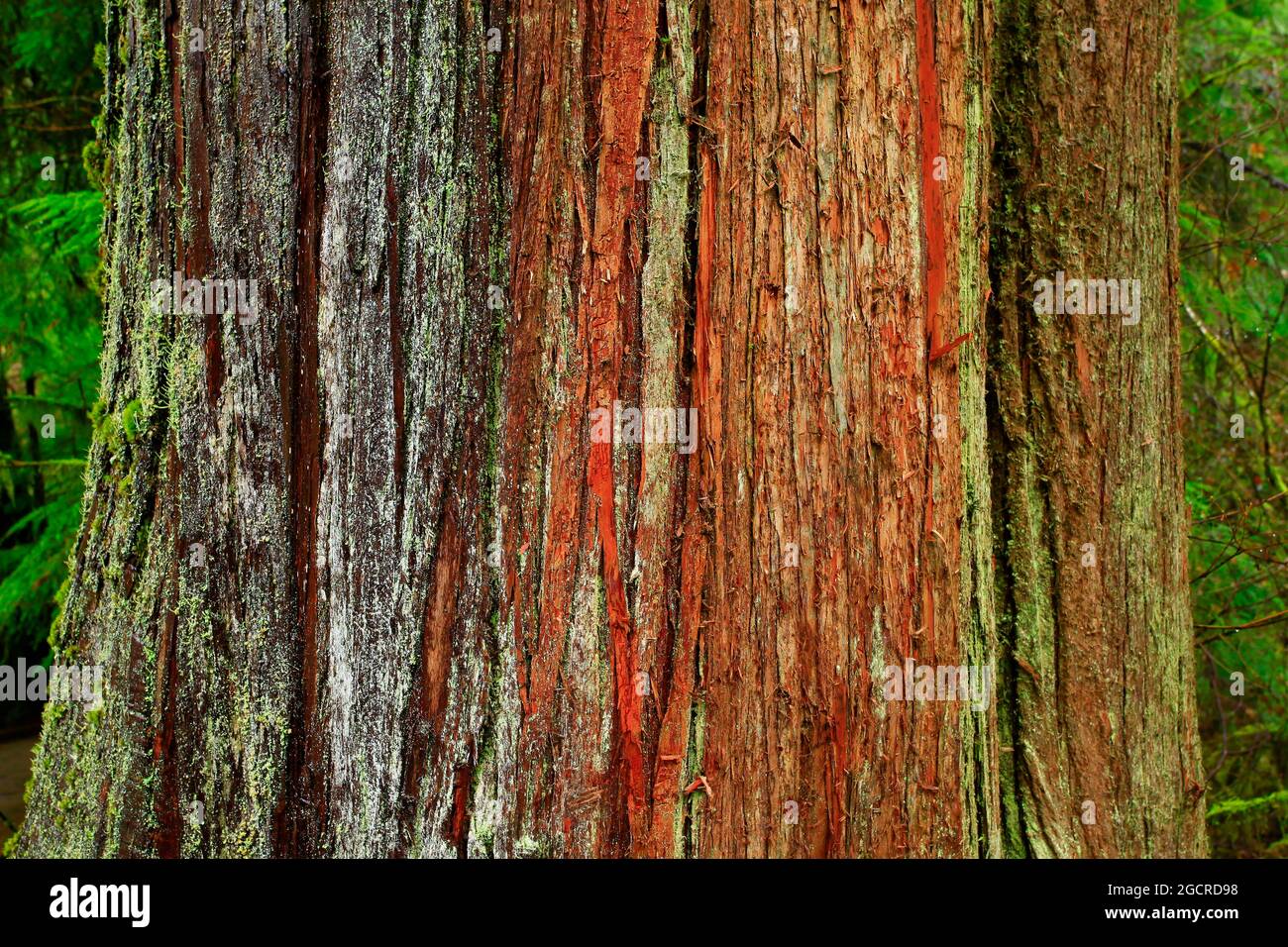 a exterior picture of an Pacific Northwest rainforest with Western red ...