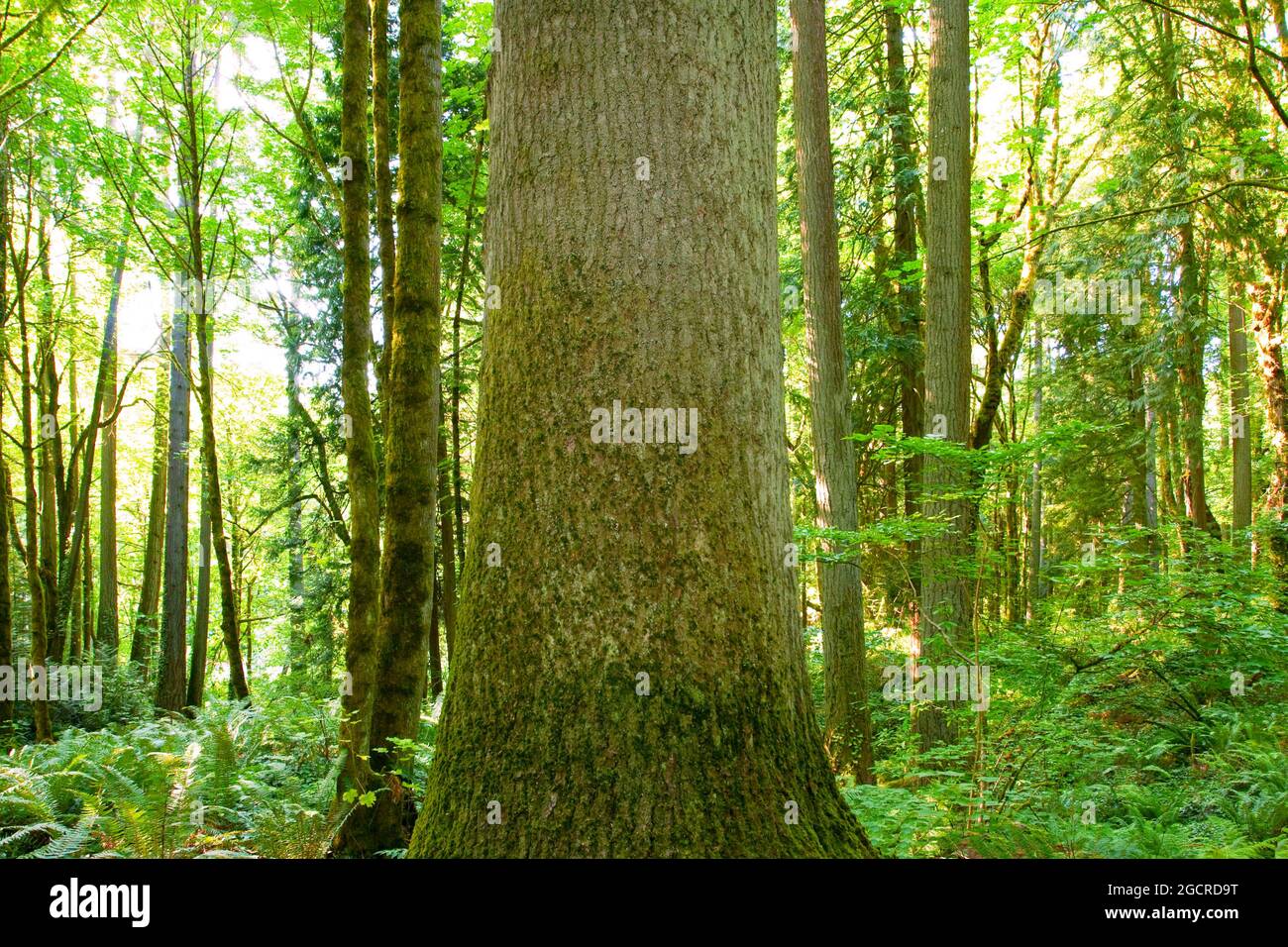 a exterior picture of an Pacific Northwest forest with a old growth ...