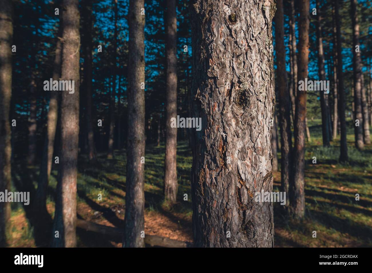 Black pine (Pinus Nigra) tree trunks in Zlatibor forest, beautiful ...