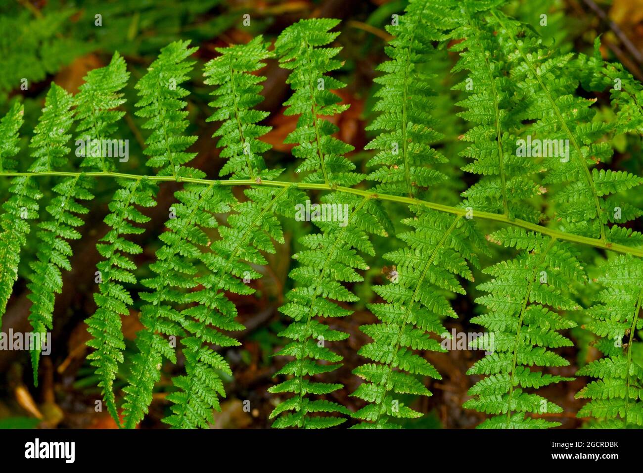 a exterior picture of an Pacific Northwest forest with Deer ferns Stock ...