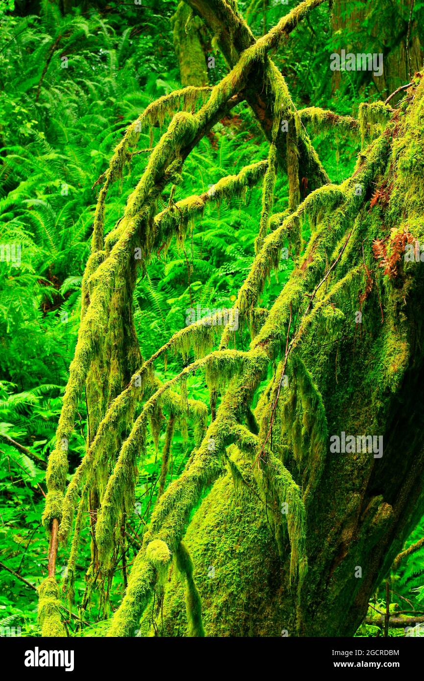 a exterior picture of an Pacific Northwest rainforest with Western red ...