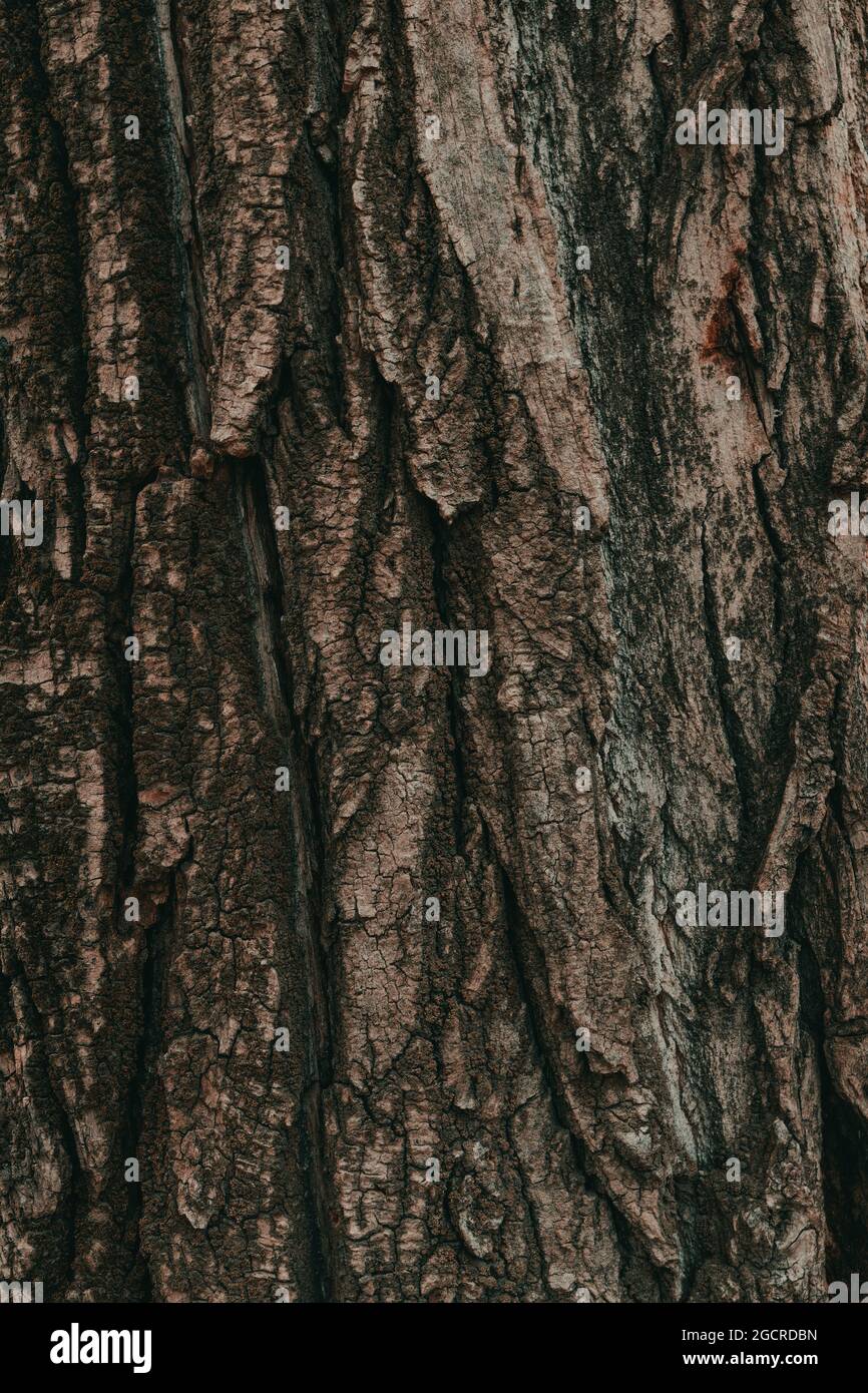 Tree bark texture pattern, old maple wood trunk as background, wide ...