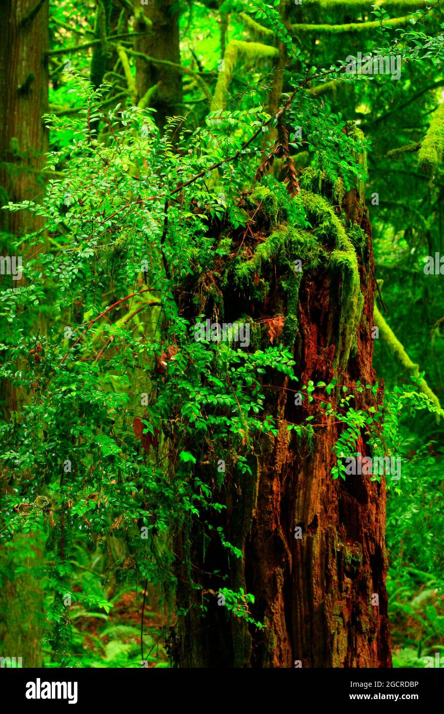 a exterior picture of an Pacific Northwest rainforest with Western red ...